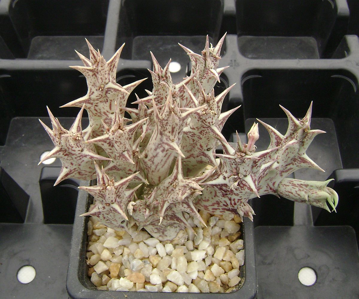 Caralluma (Orbea) hesperidum - Cactuscroatia