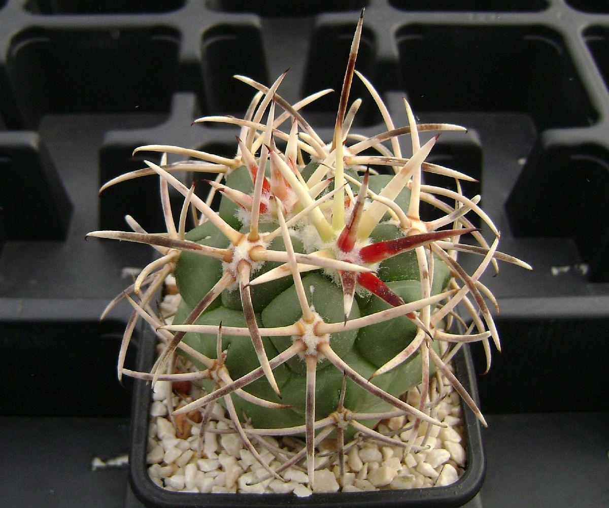Coryphantha Poselgeriana V Valida 20 Seeds Cactuscroatia